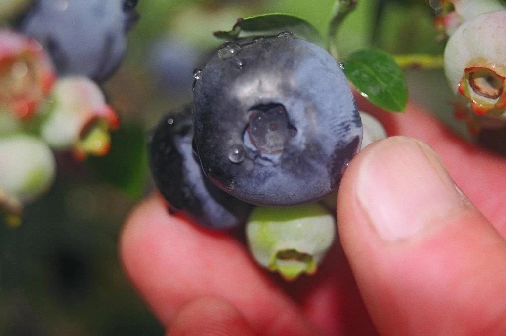 Herbert Blueberry - Wholesale - Hartmanns Plant Company