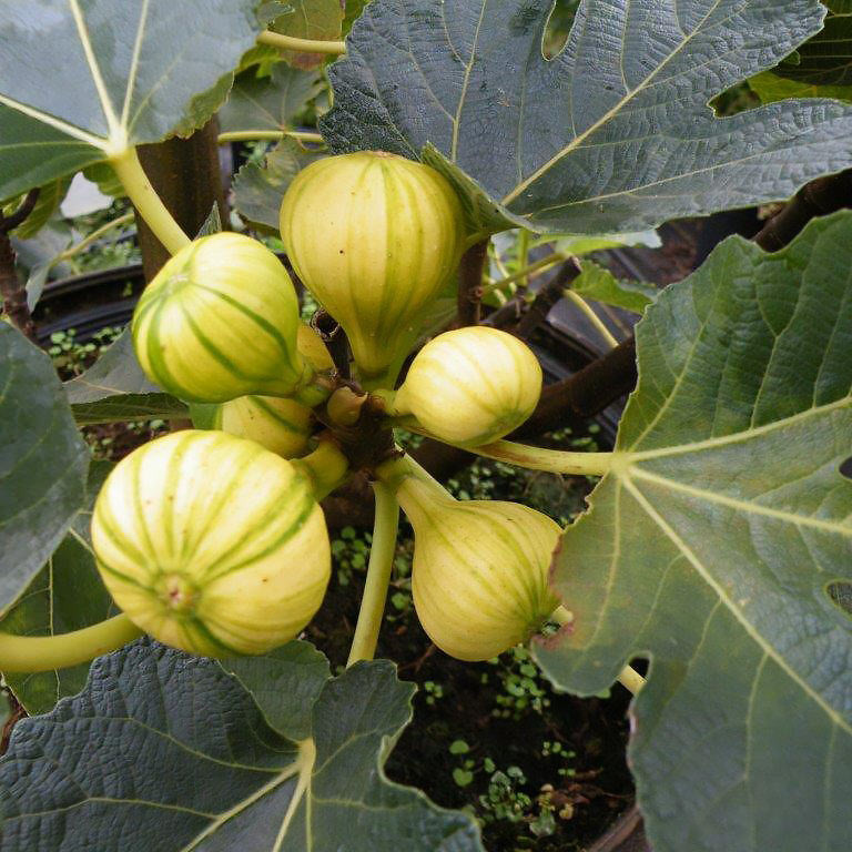 Panache Tiger Fig - Wholesale - Hartmanns Plant Company