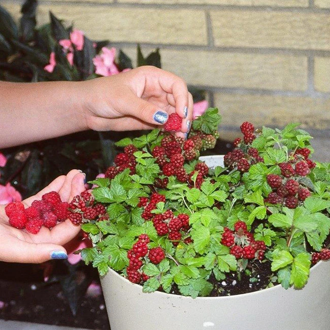 Anna Ground Cover Raspberry - Wholesale - Hartmanns Plant Company