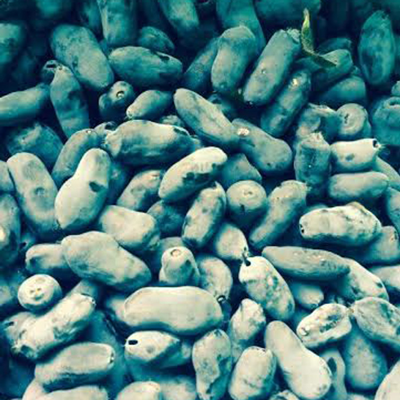 Wholesale - Haskap Berries - Hartmanns Plant Company