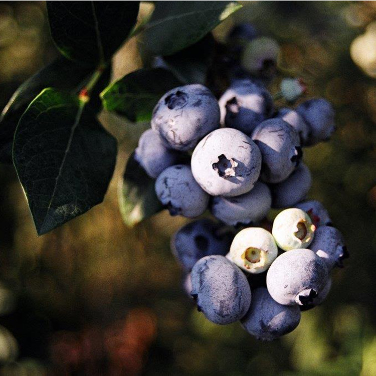 Wholesale - Blueberries - Southern Highbush Blueberries - Hartmanns ...