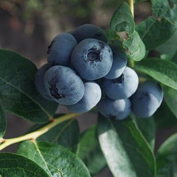 Wholesale - Blueberries - Southern Low Chill Blueberries - Hartmanns ...