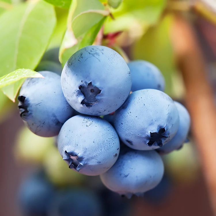Wholesale - Blueberries - Southern Low Chill Blueberries - Hartmanns ...
