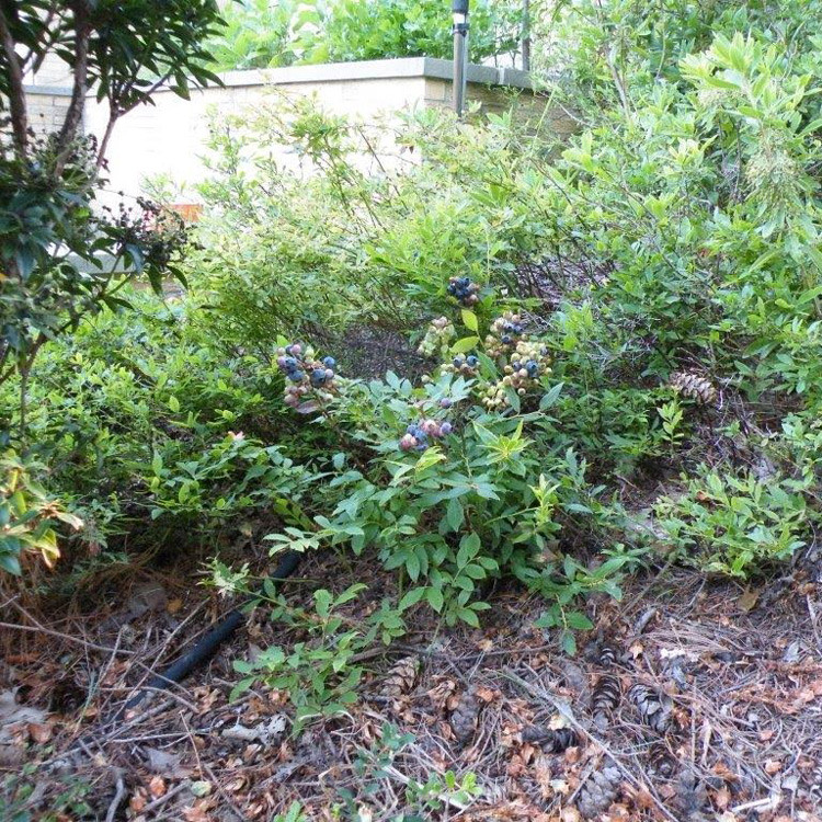 Wholesale - Blueberries - Northern Half-High & Low Bush Blueberries ...