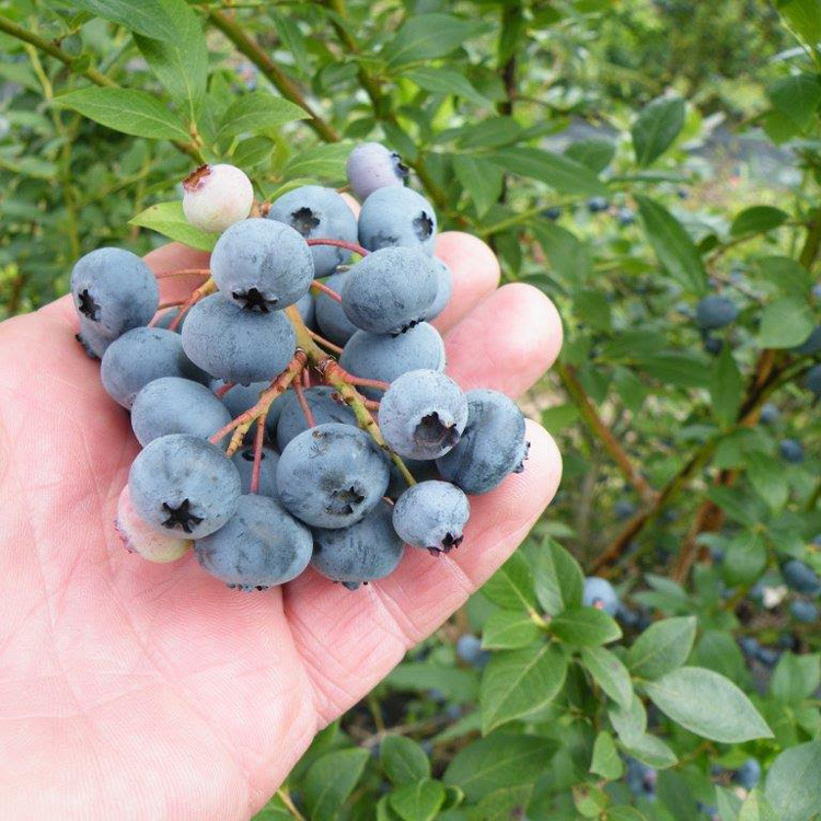 Wholesale - Hartmanns Plant Company