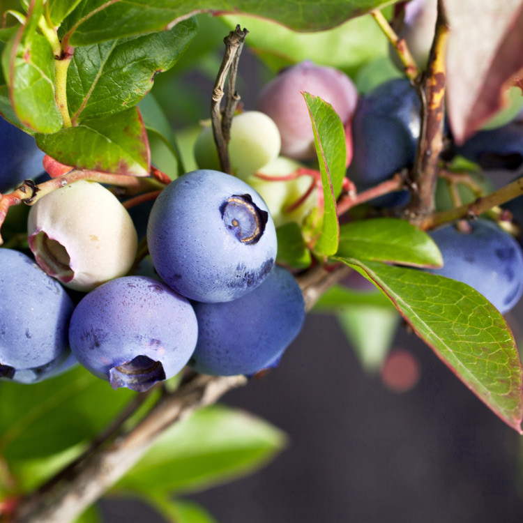 Wholesale - Blueberries - Northern Highbush Blueberries - Hartmanns ...