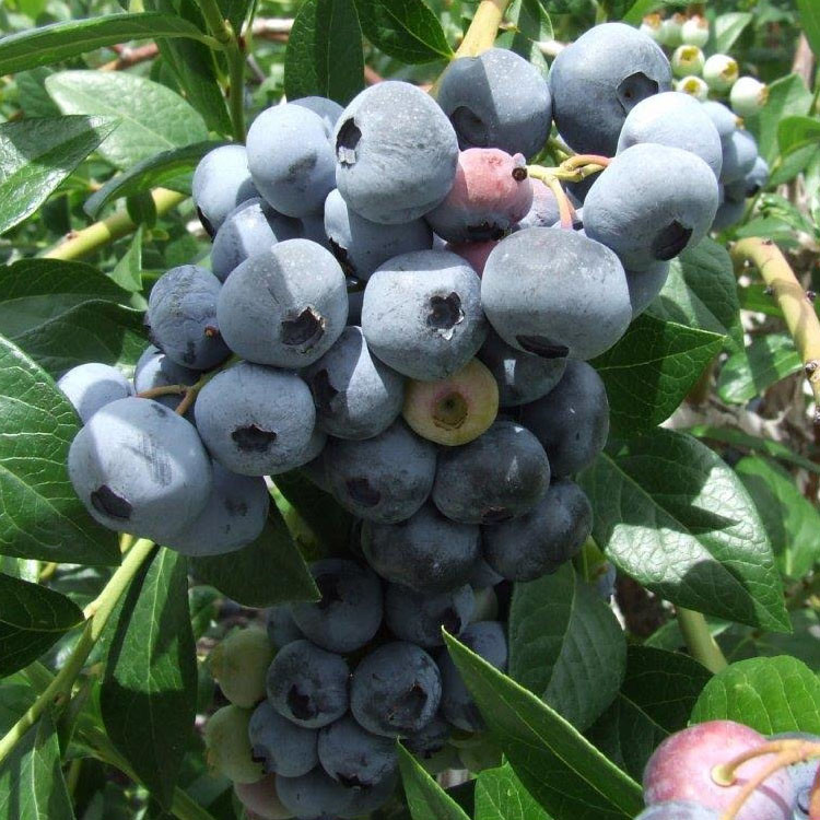 Wholesale - Blueberries - Hartmanns Plant Company