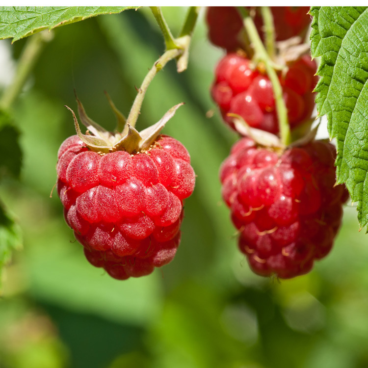 Encore Raspberry - Wholesale - Hartmanns Plant Company