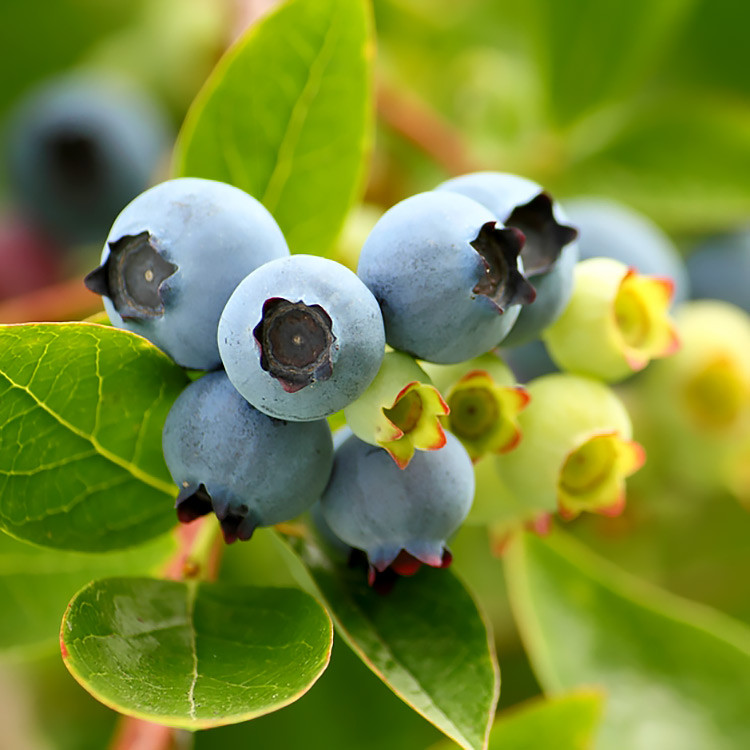 Retail - Blueberries - Hartmanns Plant Company