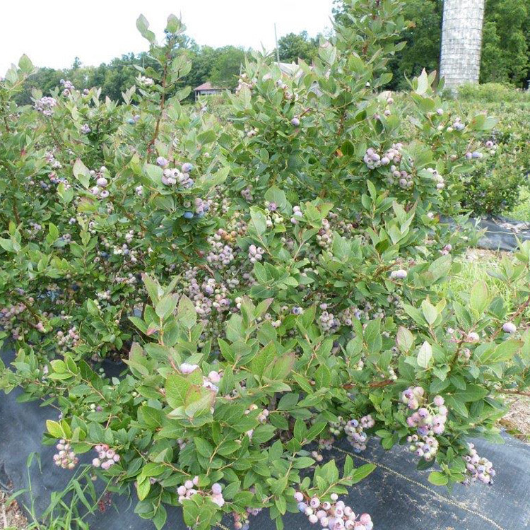 Retail - Blueberries - Hartmanns Plant Company