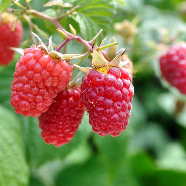 Retail - Raspberries - Hartmanns Plant Company