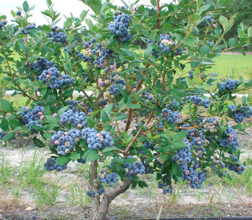 Talisman Blueberry - Wholesale - Hartmanns Plant Company