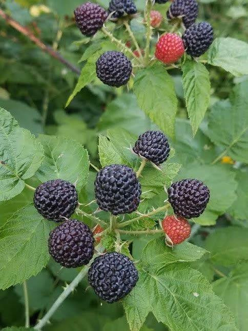 Black Delicious Raspberry - Wholesale - Hartmanns Plant Company