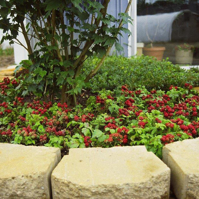Beta Ground Cover Raspberry - Wholesale - Hartmanns Plant Company