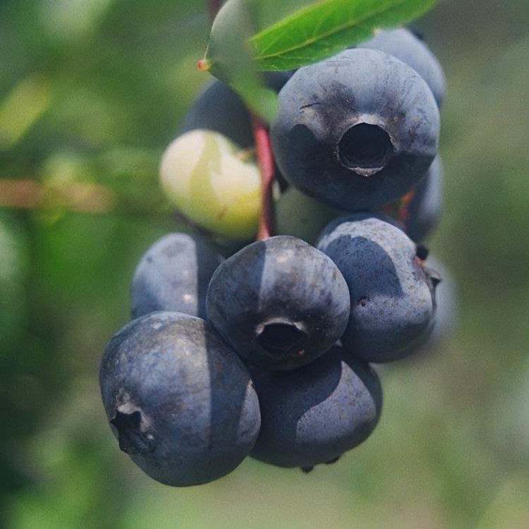 Misty Blueberry - Wholesale - Hartmanns Plant Company