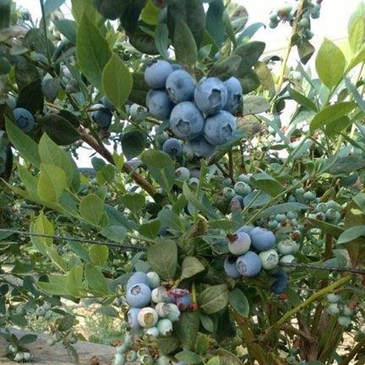 Colibri Blueberry - Wholesale - Hartmanns Plant Company