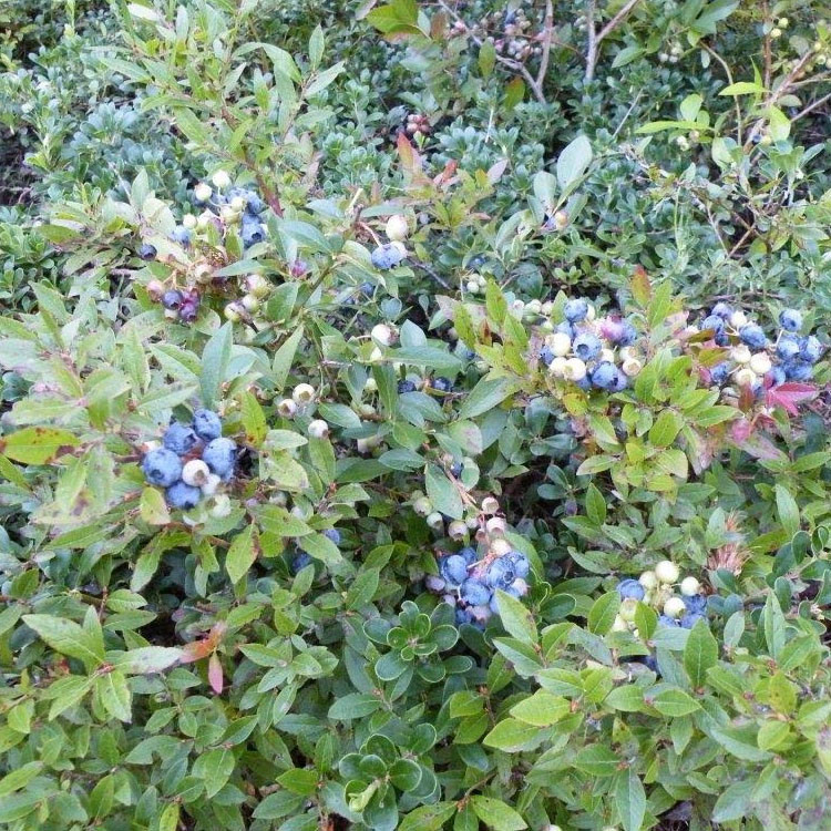 Blue Sunset Blueberry - Wholesale - Hartmanns Plant Company