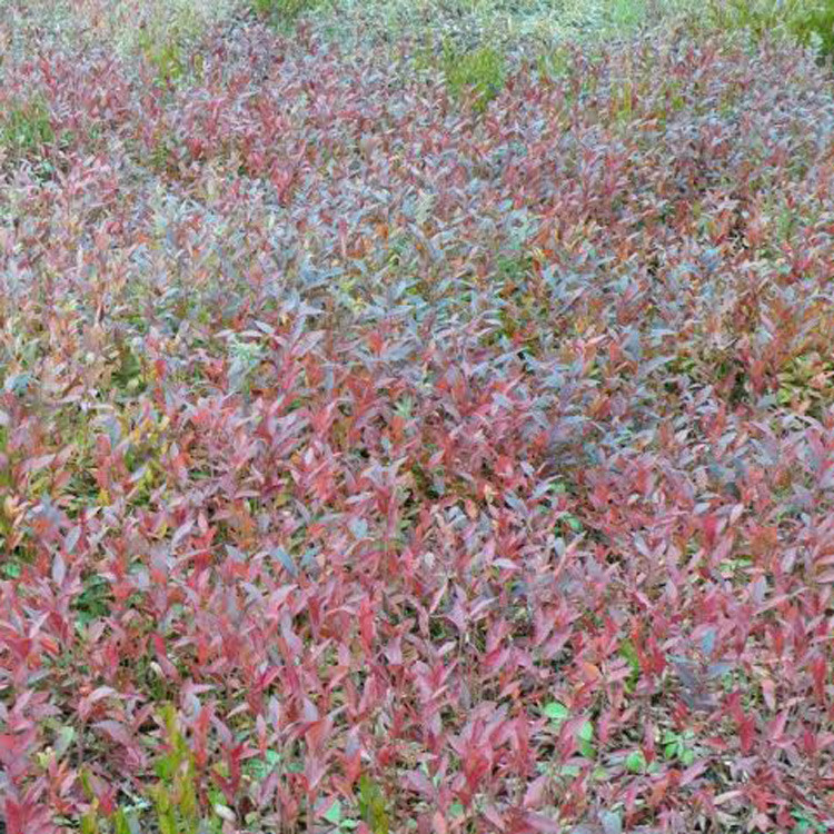 Partridge Lake Blueberry - Wholesale - Hartmanns Plant Company