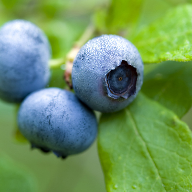Blue Jay Blueberry - Wholesale - Hartmanns Plant Company