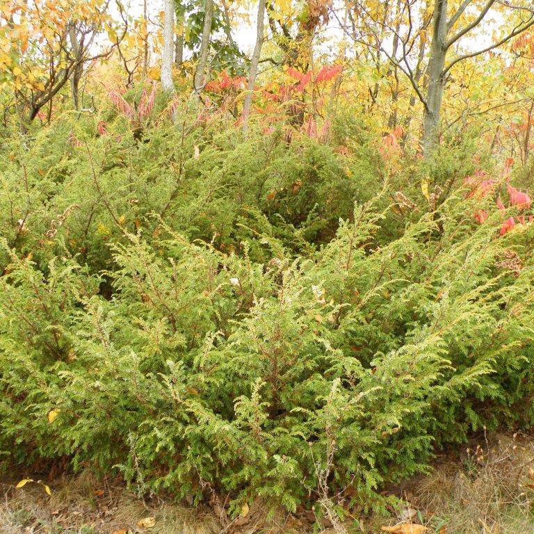 Old Field Juniper - Wholesale - Hartmanns Plant Company