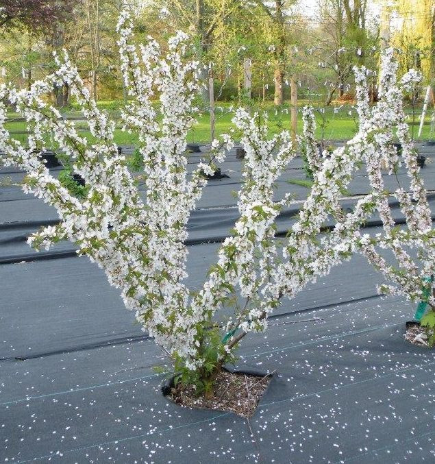 Jan Bush Cherry - Wholesale - Hartmanns Plant Company