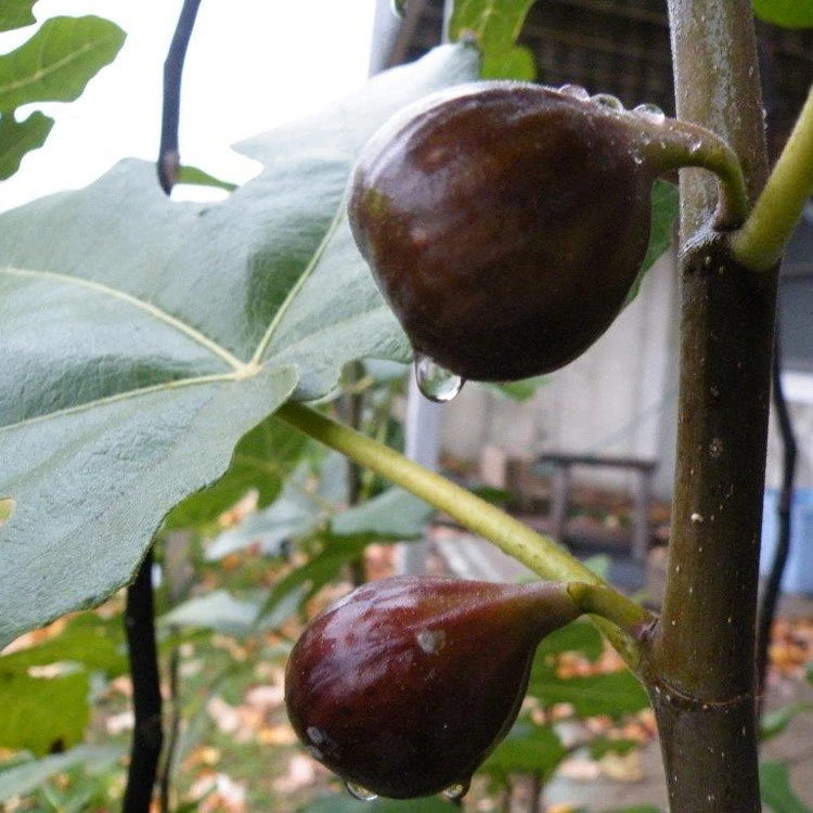 Chicago Hardy Fig - Retail - Hartmanns Plant Company