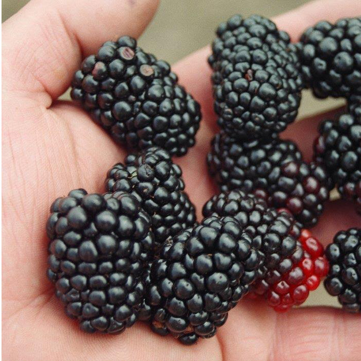 Triple Crown Blackberry - Retail - Hartmanns Plant Company