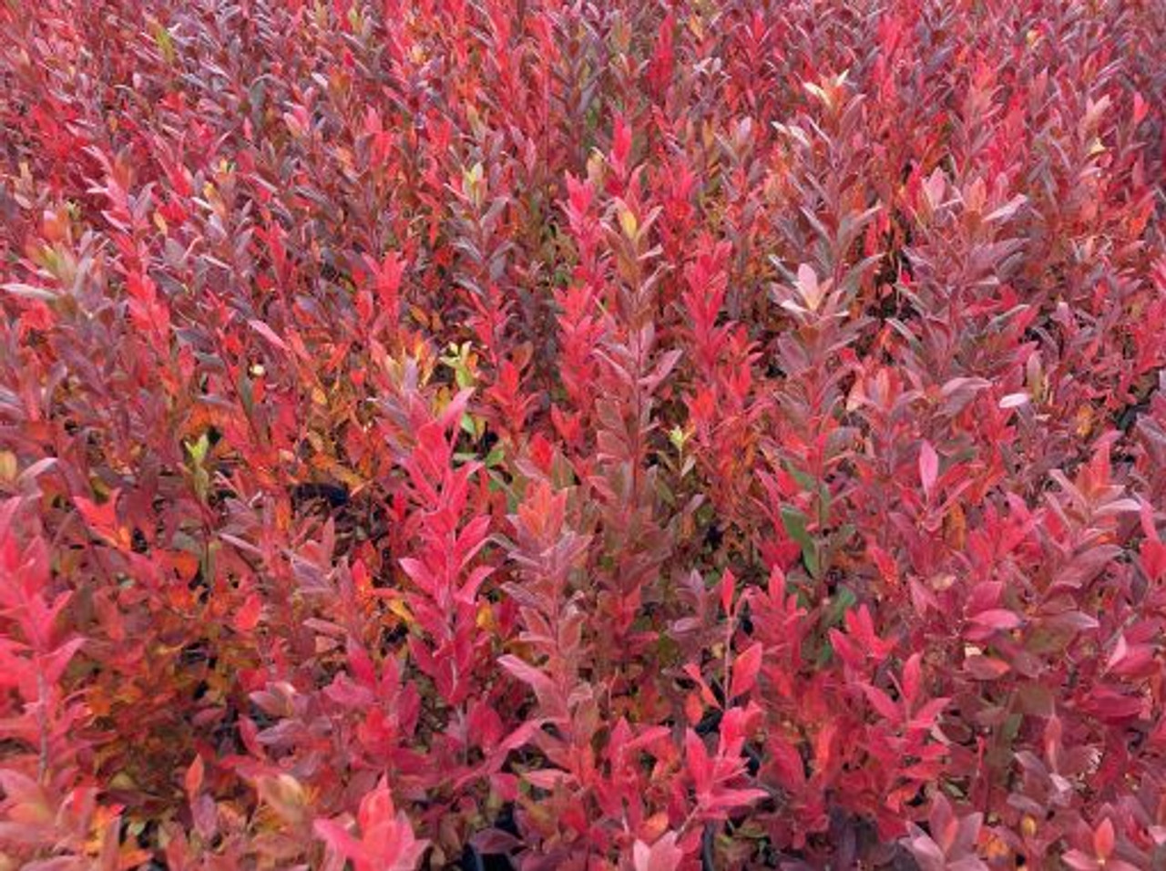 Tippy Huckleberry - Wholesale - Hartmanns Plant Company