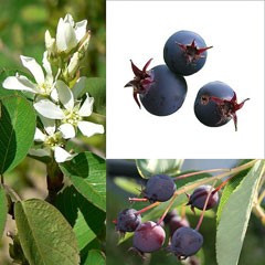 Wholesale - Juneberry - Hartmanns Plant Company