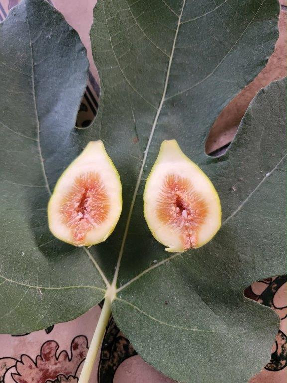 Pingo De Mel Fig - Wholesale - Hartmanns Plant Company