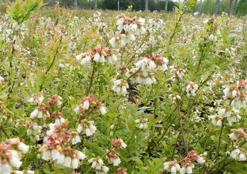 Tiny Blue Blueberry - Wholesale - Hartmanns Plant Company