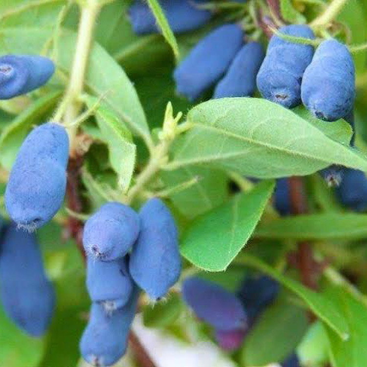 Wholesale - Haskap Berries - Hartmanns Plant Company