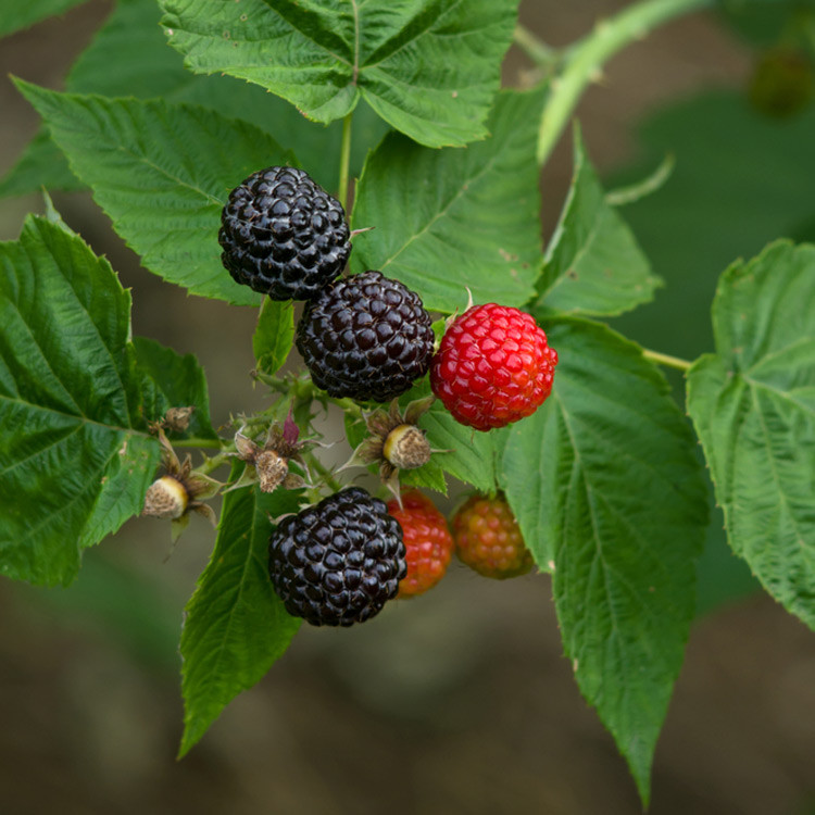Jewell Black Raspberry - Wholesale - Hartmanns Plant Company