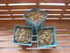 Wholesale - Currants - Hartmanns Plant Company