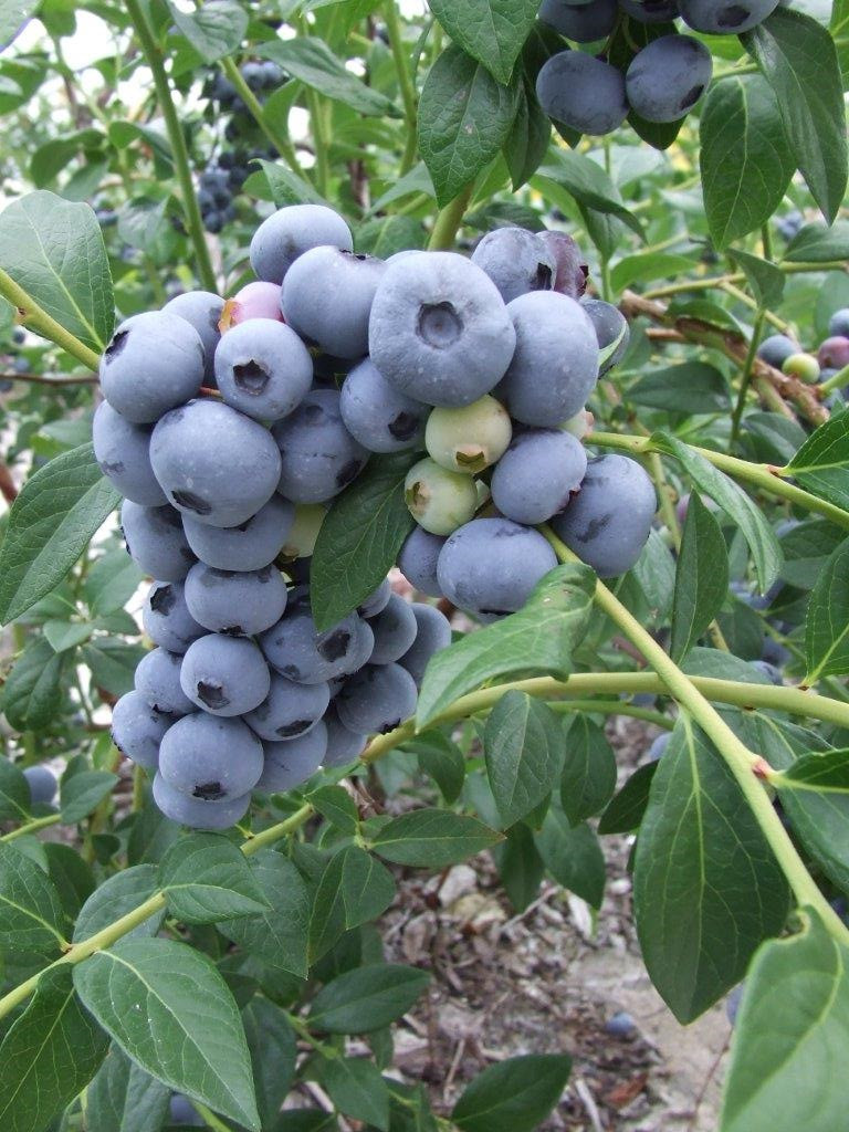 Talisman Blueberry - Wholesale - Hartmanns Plant Company