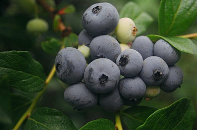 Powderblue Blueberry - Wholesale - Hartmanns Plant Company