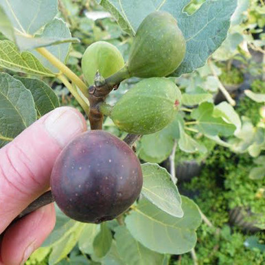 LSU Purple Fig - Wholesale - Hartmanns Plant Company