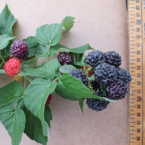 Ohio's Treasure Everbearing Black Raspberry - Wholesale - Hartmanns ...