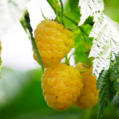 Anne Raspberry - Wholesale - Hartmanns Plant Company