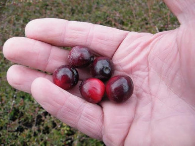 The All-American Cranberries: Heirloom Varieties - Pilgrim and Ben Lear ...