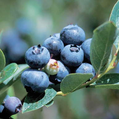 Duke Blueberry - Wholesale - Hartmanns Plant Company