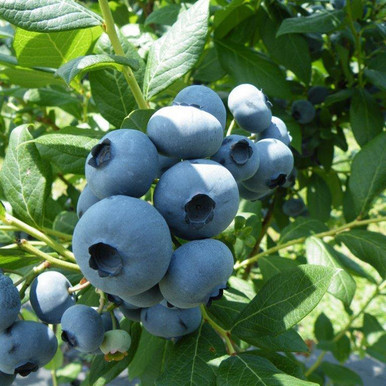 Draper Blueberry - Retail - Hartmanns Plant Company