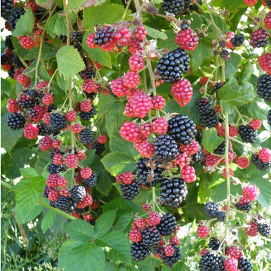 Chester Blackberry - Retail - Hartmanns Plant Company