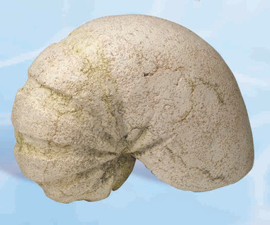 Decorative Giant Conch Shell