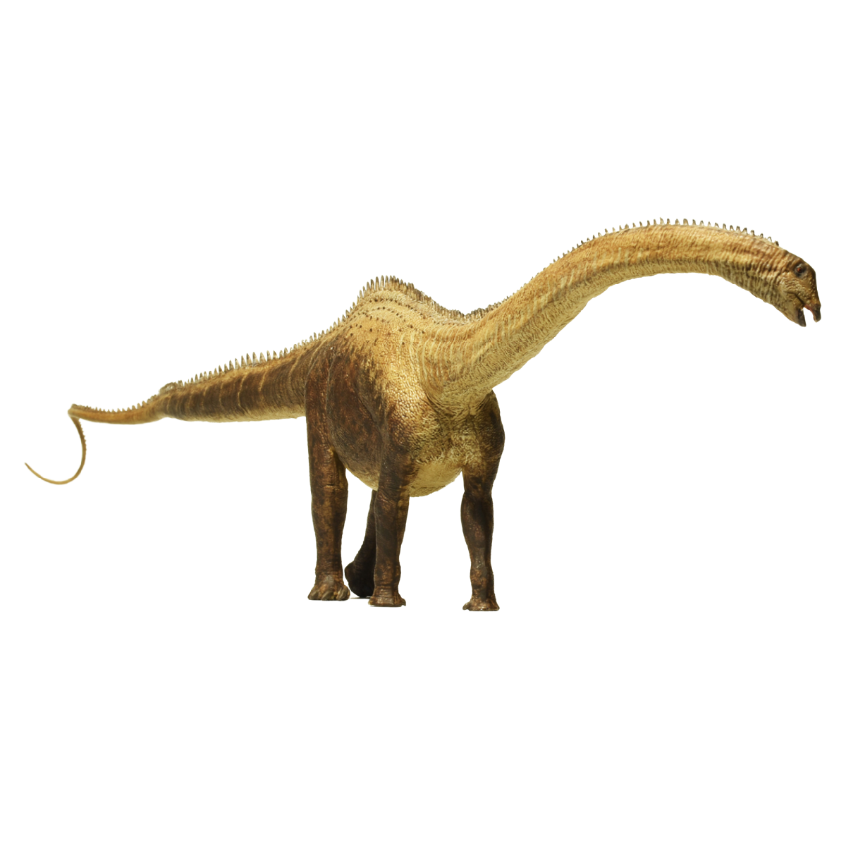 Eofauna Diplodocus | MiniZoo Dinosaurs