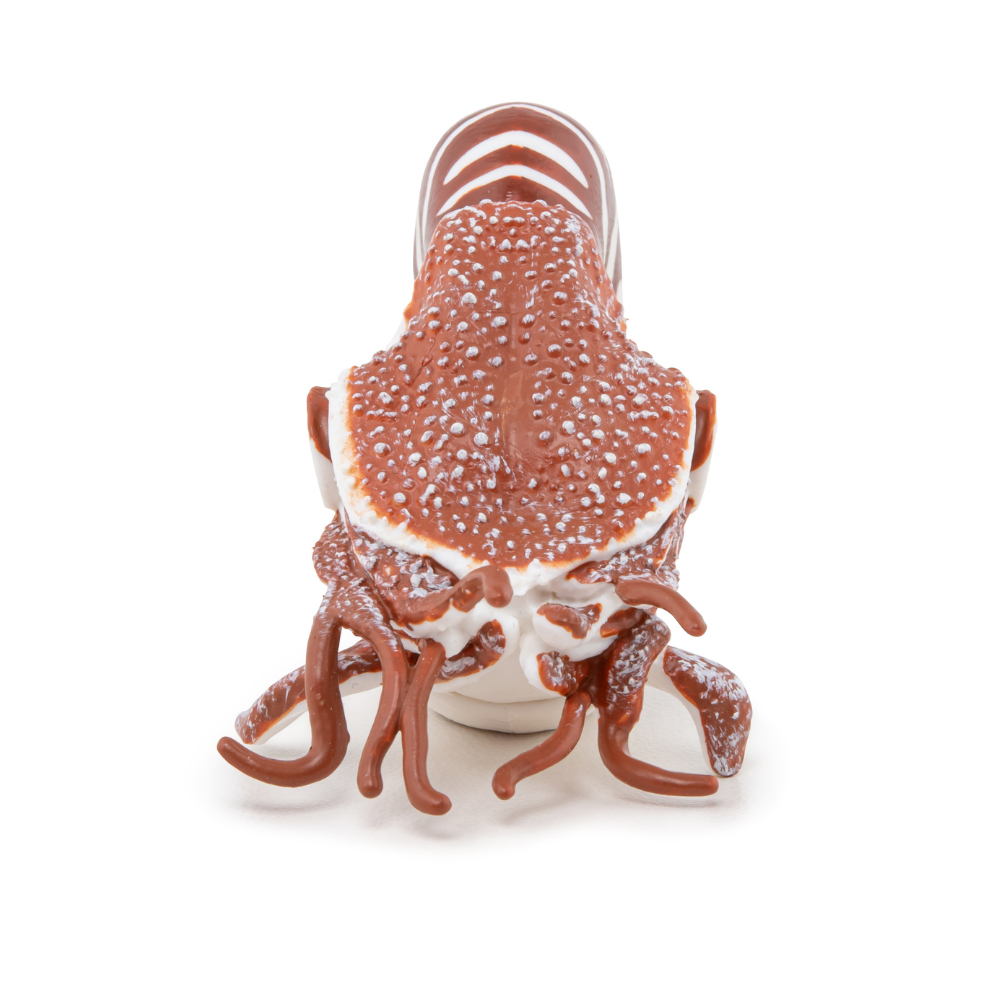 Papo Nautilus | Papo Marine Life Models