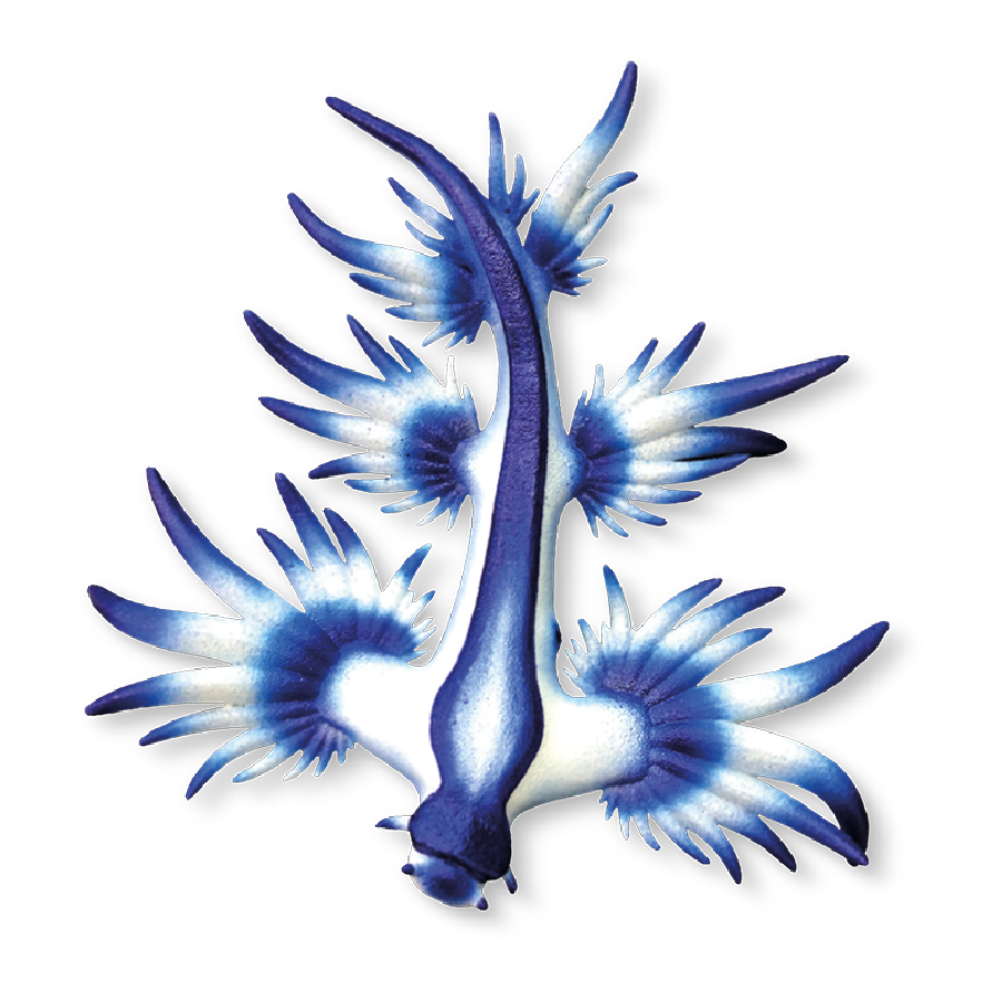 Bullyworld Blue Sea Dragon Glaucus Atlanticus | Realistic Toy Replica