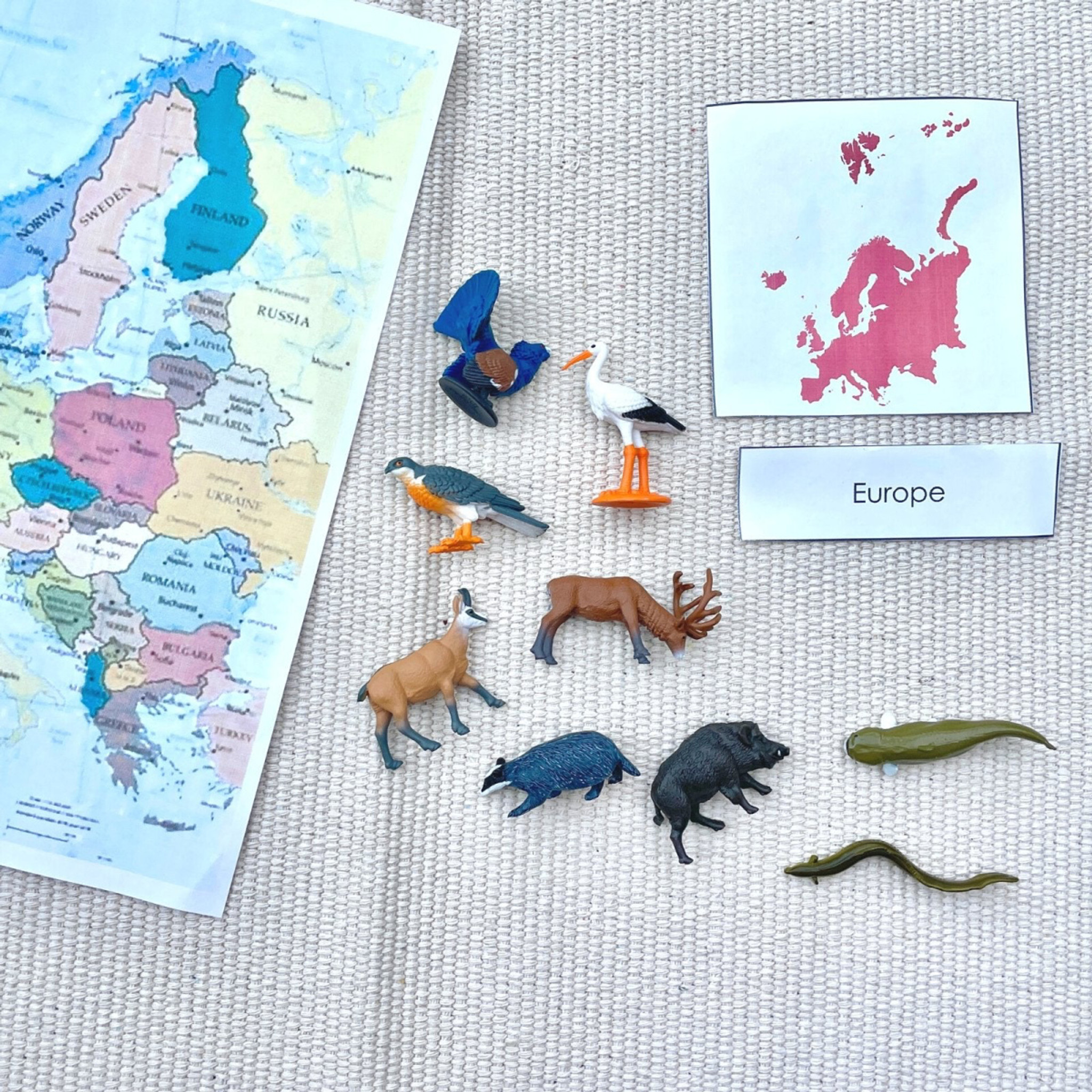 Safari Ltd European Animals Toob | MiniZoo Animal Sets