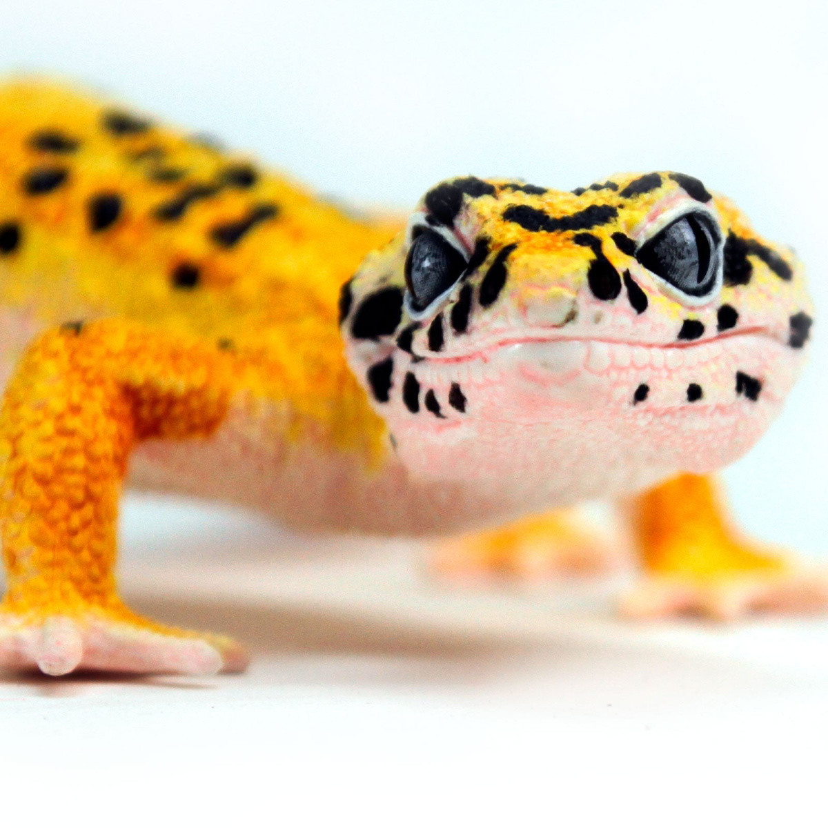 Safari Ltd Leopard Gecko IC | MiniZoo Model Animals