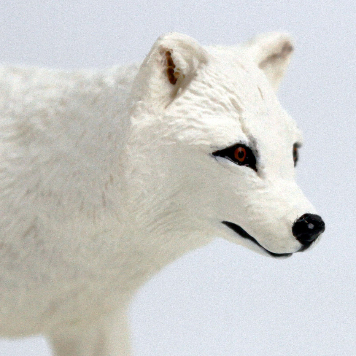 Safari Ltd Arctic Fox | MiniZoo Model Animals